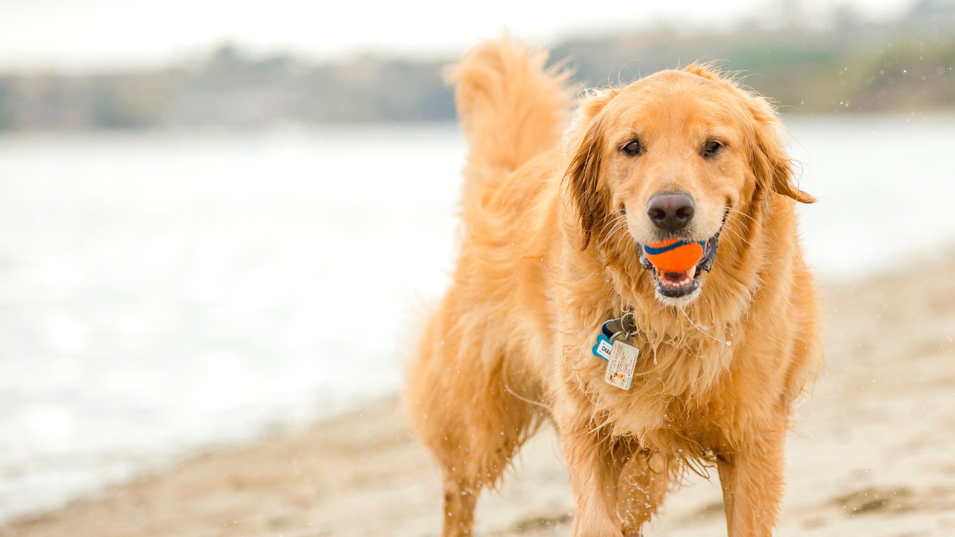 Vet Clinic In New Port Richey, FL | Little Road Veterinary